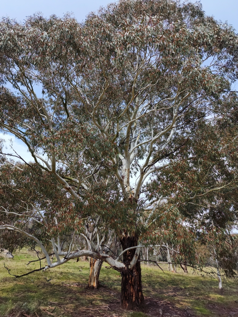 ユーカリ・ルビダ Eucalyptus rubida キャンドルバークガム